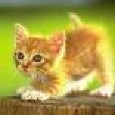 Janka - Fotoalbum - Plemená mačiek - Plemená mačiek - Exotická mačka